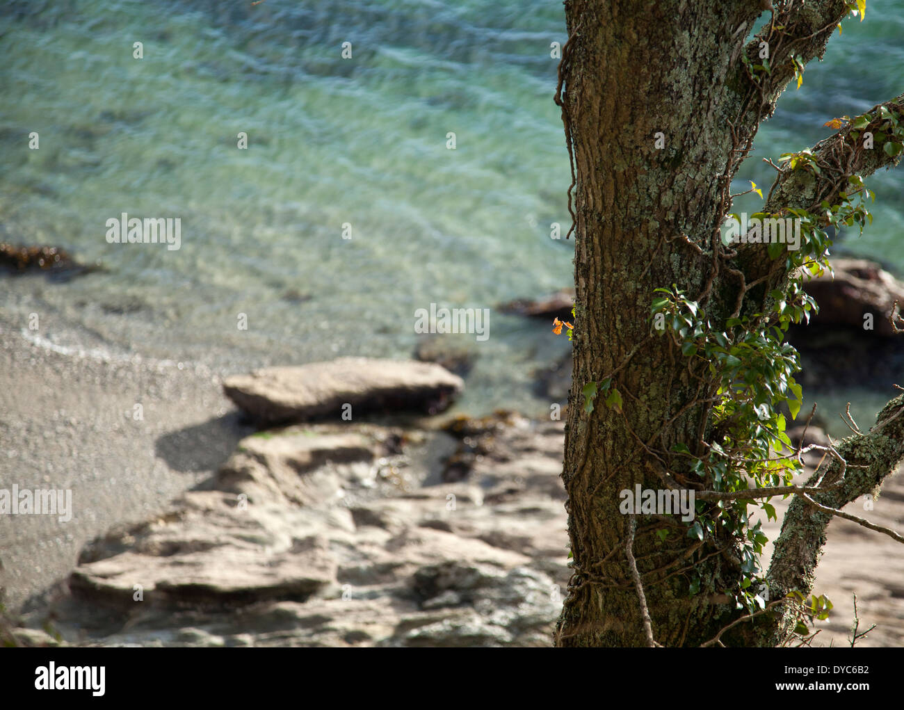 Coastal landscape pine tree hi-res stock photography and images - Alamy