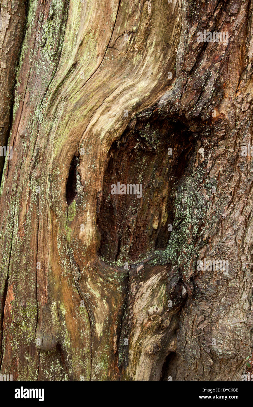 Abstract tree portrait Stock Photo - Alamy