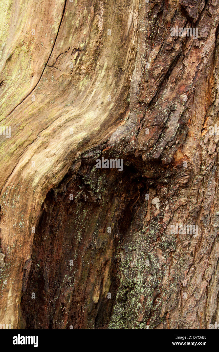 Abstract tree portrait Stock Photo - Alamy