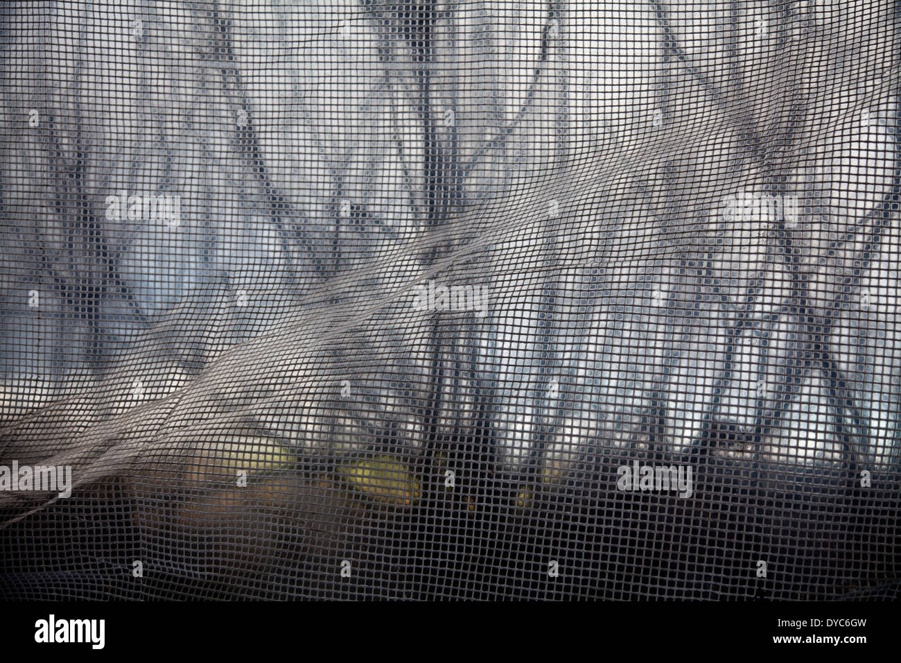 Trees behind netting Stock Photo - Alamy