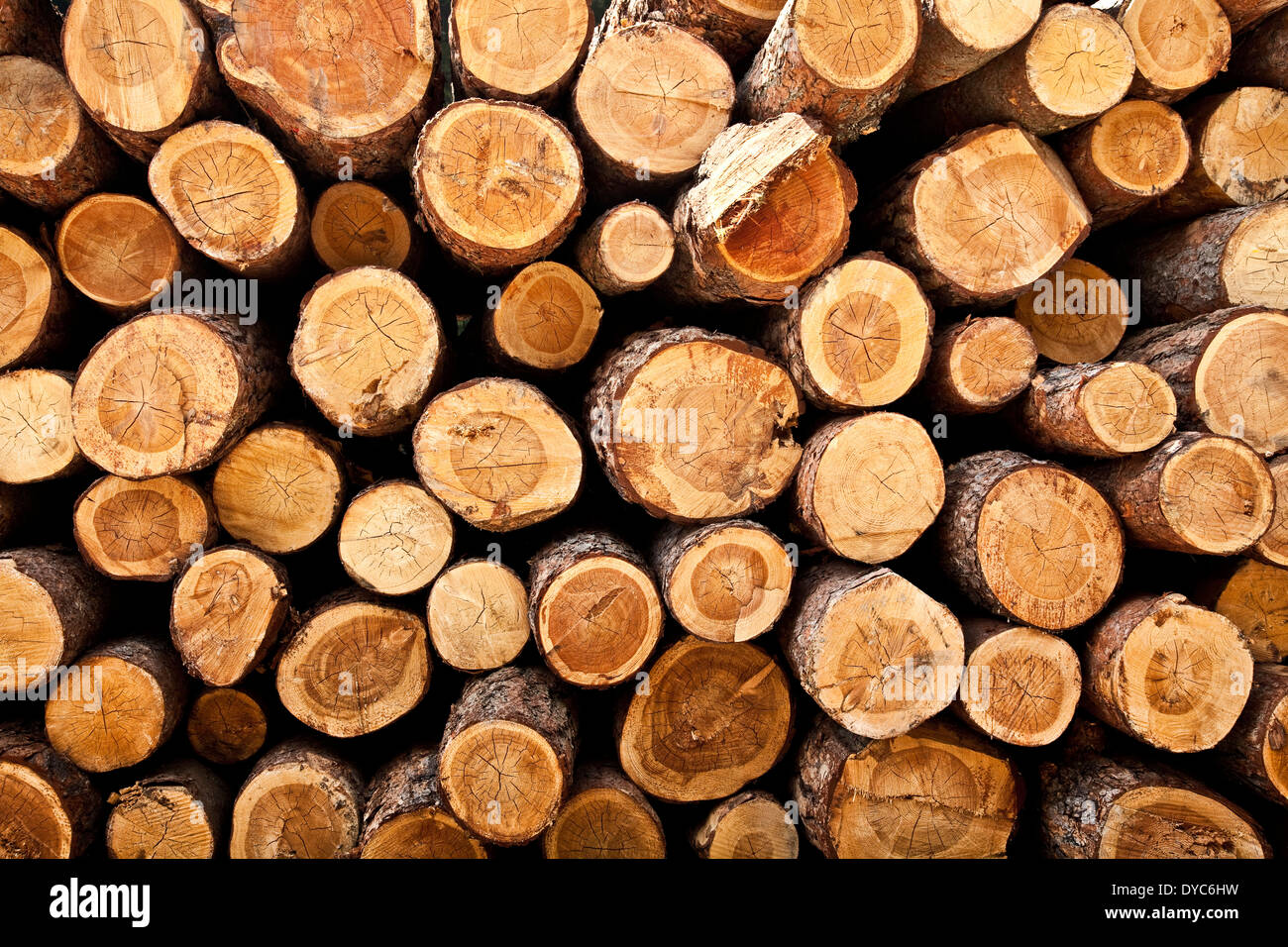 Chopped trees hi-res stock photography and images - Alamy