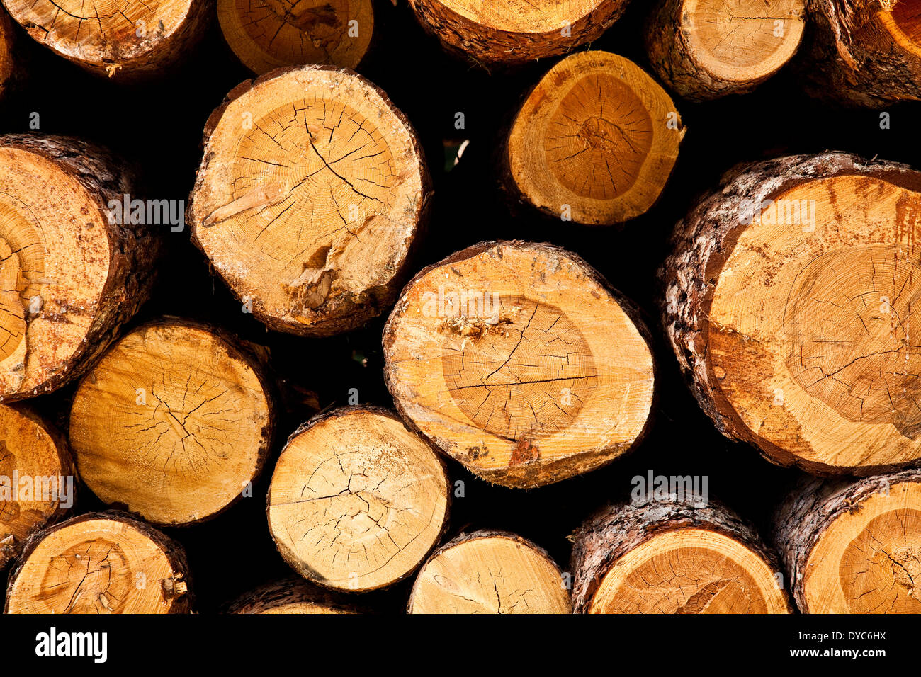Chopped trees hi-res stock photography and images - Alamy