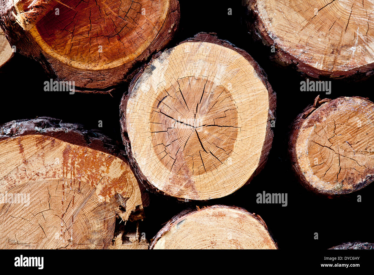 Chopped trees hi-res stock photography and images - Alamy
