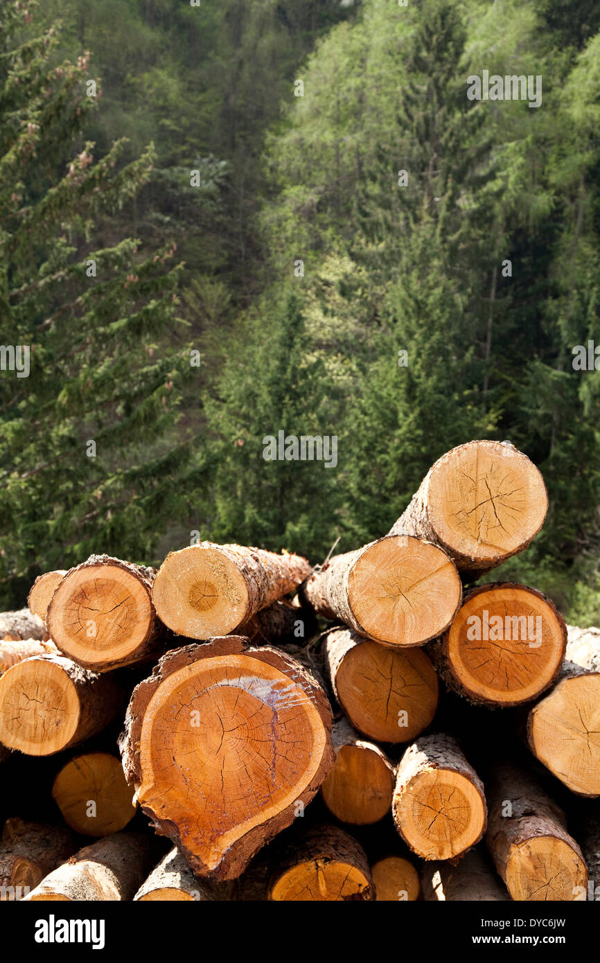 Logged alpine wood Stock Photo - Alamy