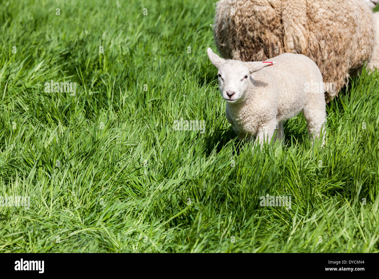 Mom sheep with baby lamb hi-res stock photography and images - Alamy
