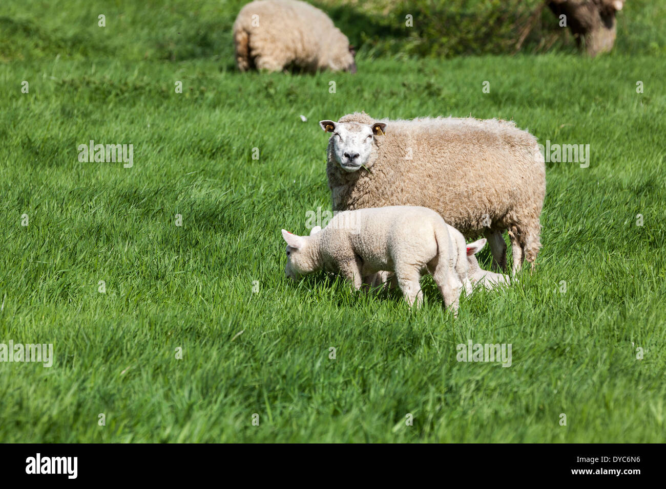 Mom sheep with baby lamb hi-res stock photography and images - Alamy