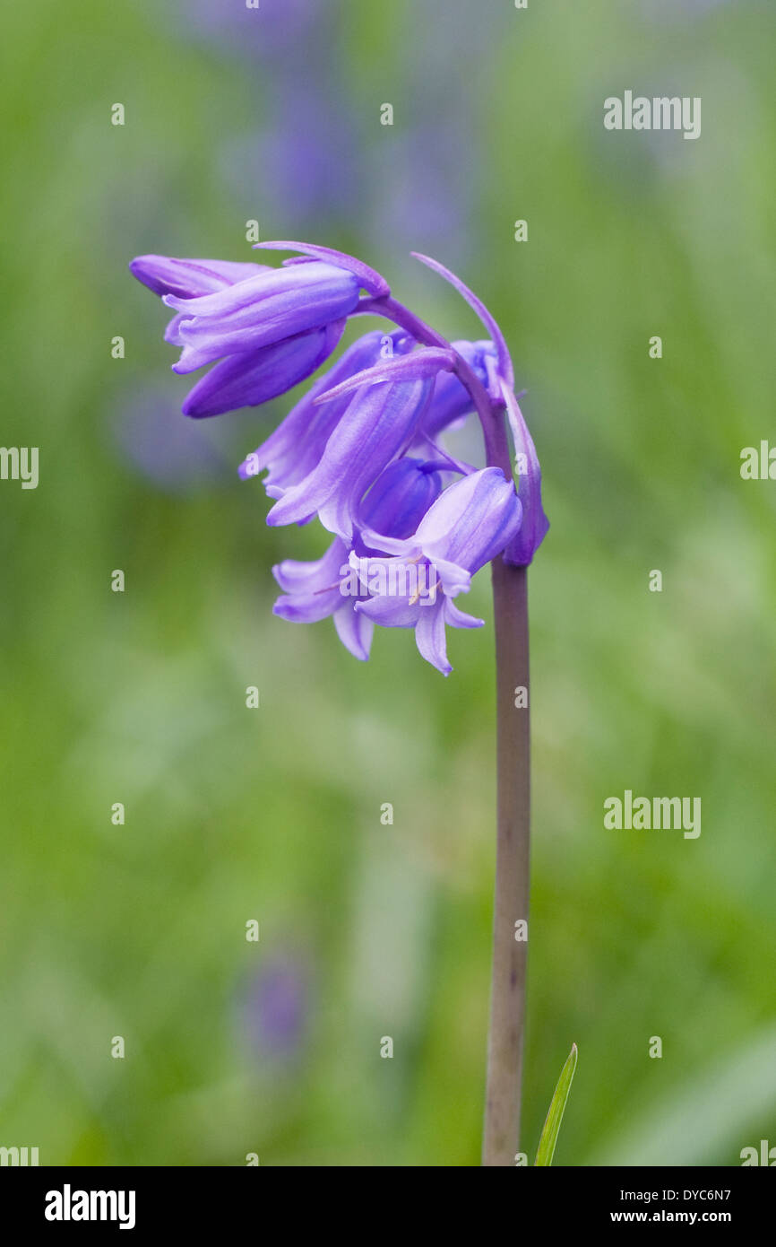 Hyacinthoides non scripta. English bluebell flower Stock Photo - Alamy