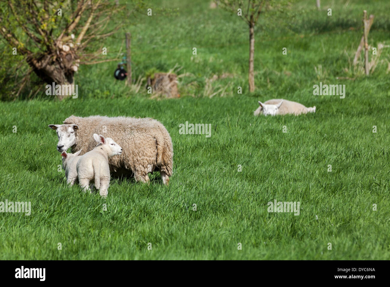Mom sheep with baby lamb hi-res stock photography and images - Alamy