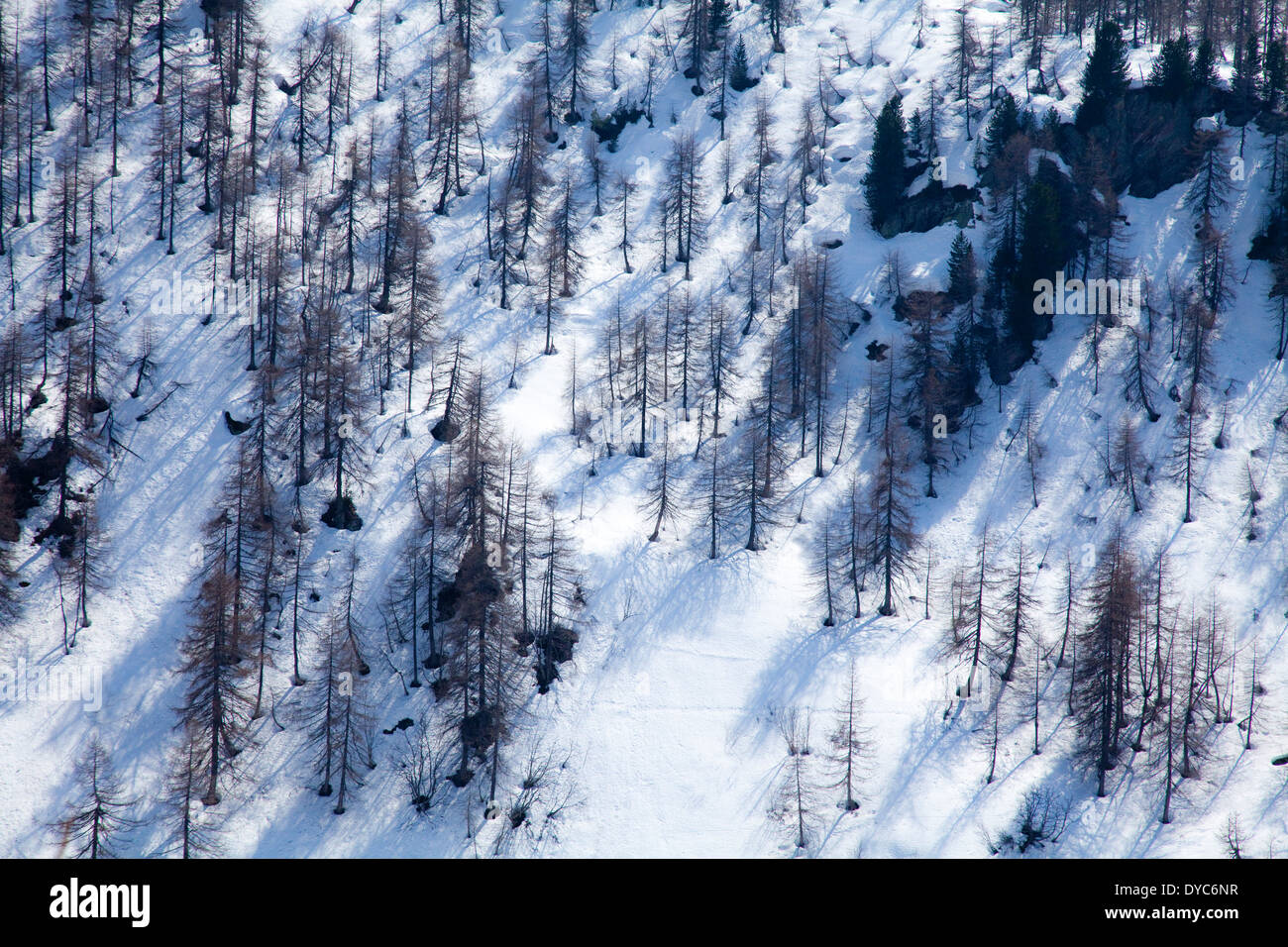 Alpine trees hi-res stock photography and images - Alamy