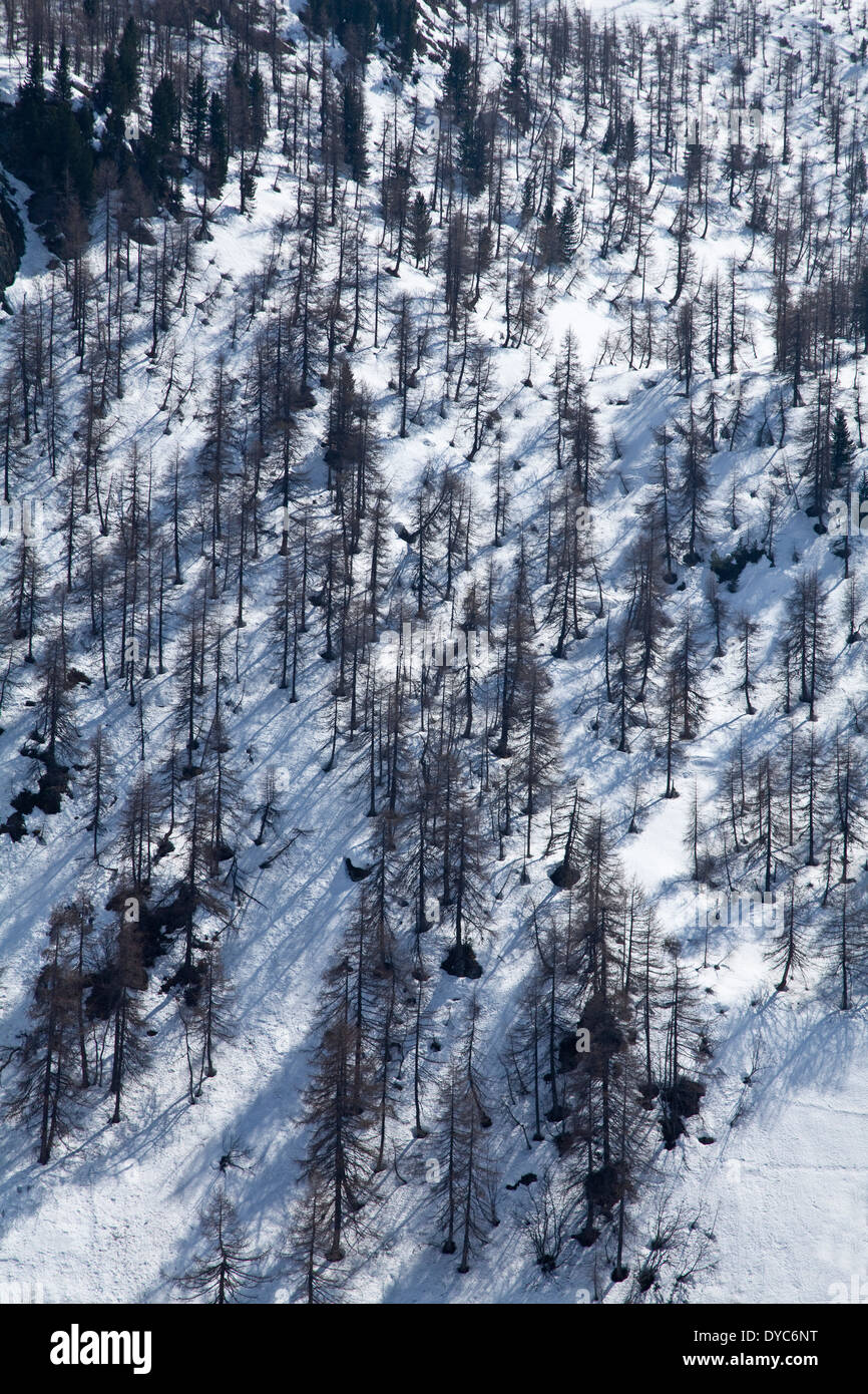 Alpine trees hi-res stock photography and images - Alamy