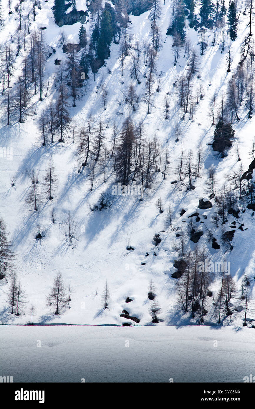 Alpine trees on mountain slope Stock Photo - Alamy