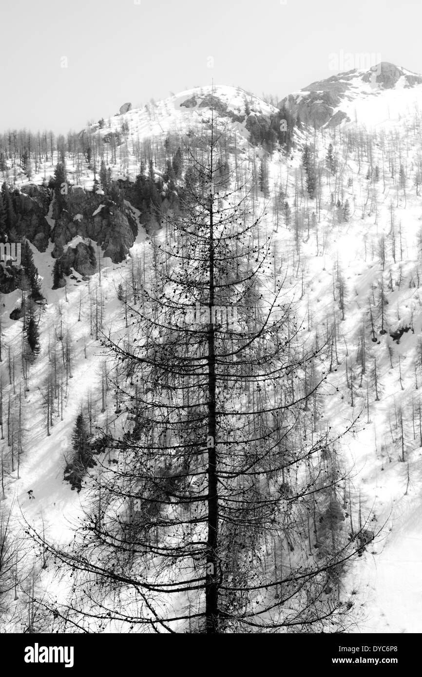 Alpine tree hi-res stock photography and images - Alamy