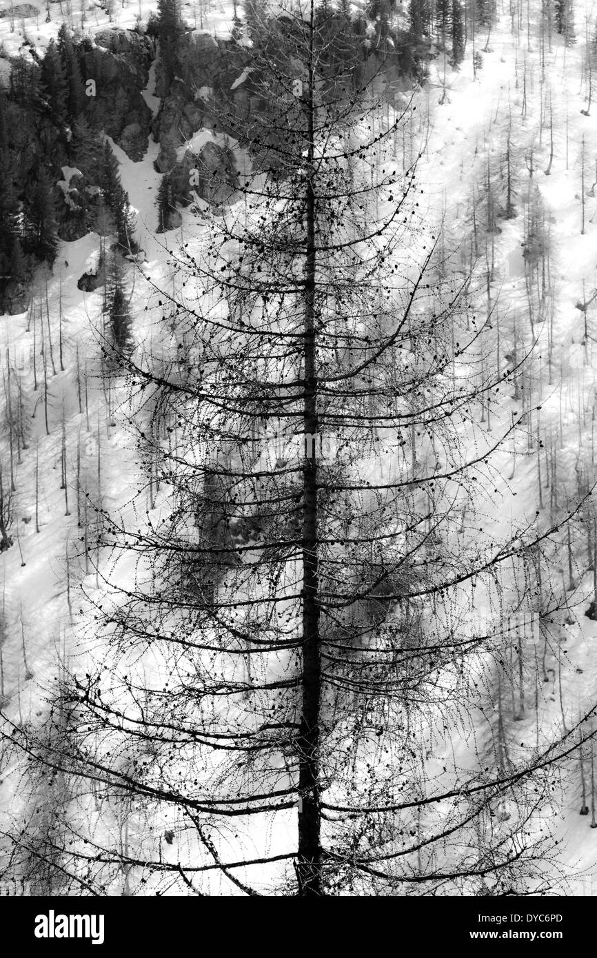 Alpine tree against snow slope Stock Photo - Alamy