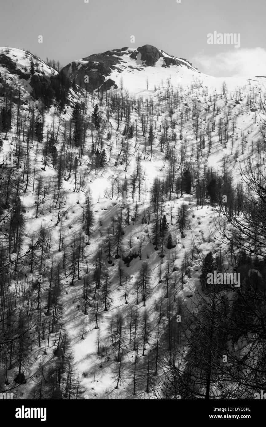 Alpine trees hi-res stock photography and images - Alamy