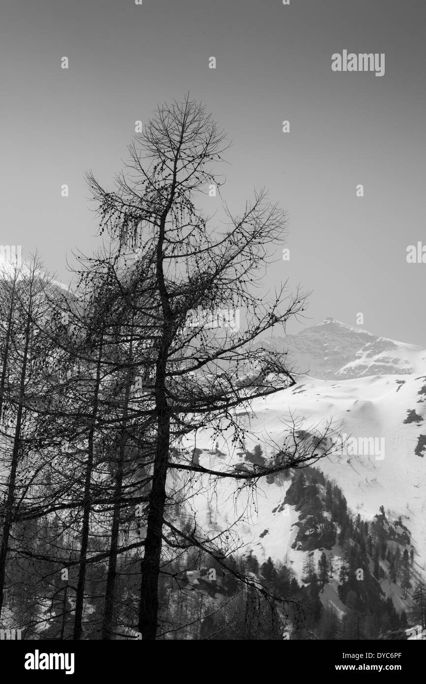 Alpine tree hi-res stock photography and images - Alamy