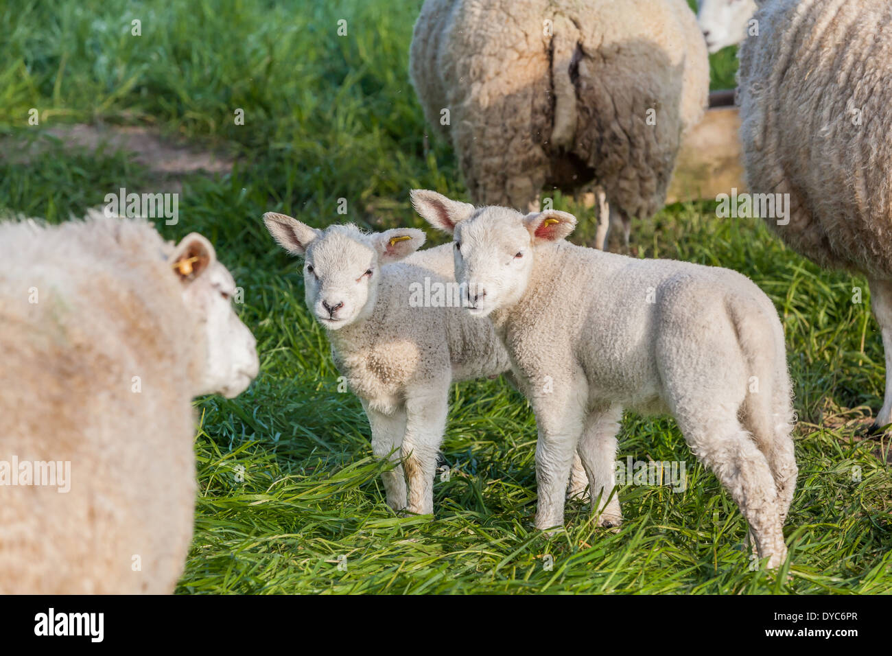 Two lamb stay and looking around whit there mom Stock Photo - Alamy