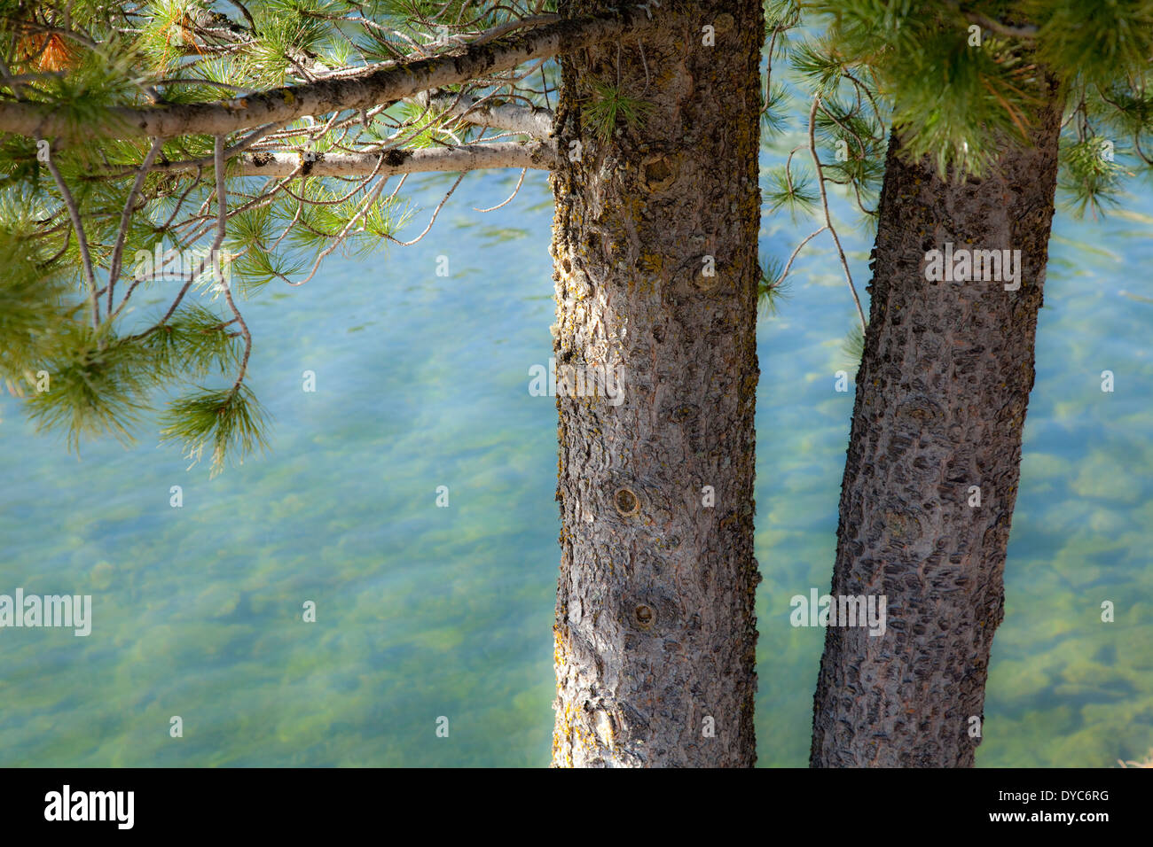 Pine trees against water Stock Photo - Alamy