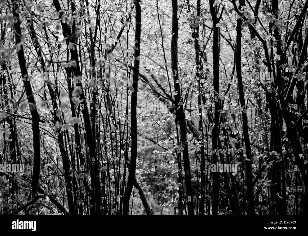 Tall trees Black and White Stock Photos & Images - Alamy