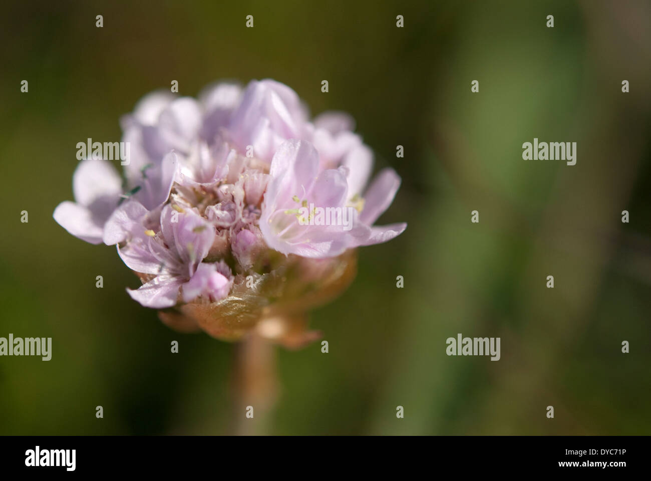 Pink meadow flower Stock Photo - Alamy