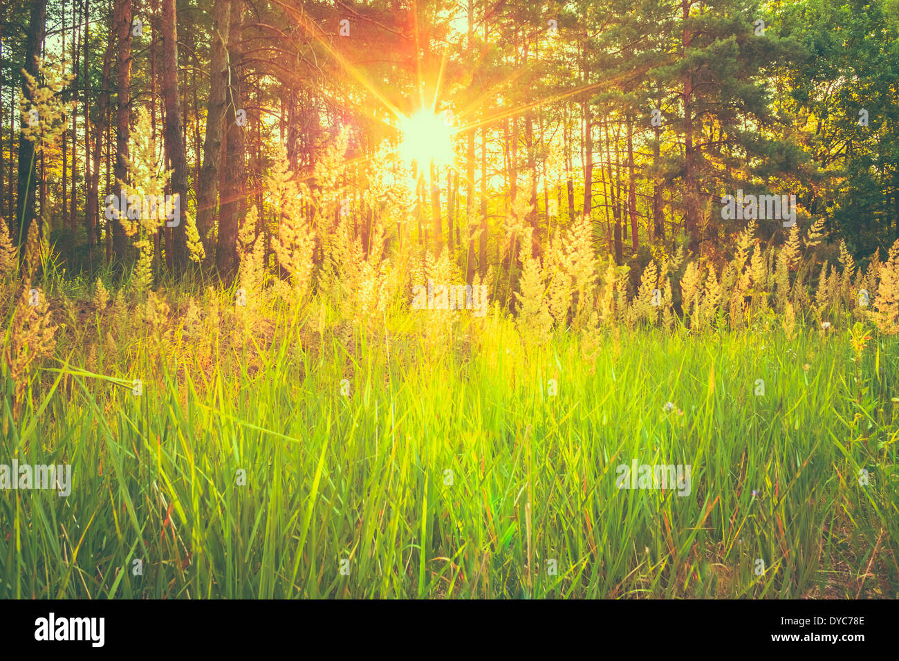Sunlight In The Green Forest, Summer Time Stock Photo - Alamy