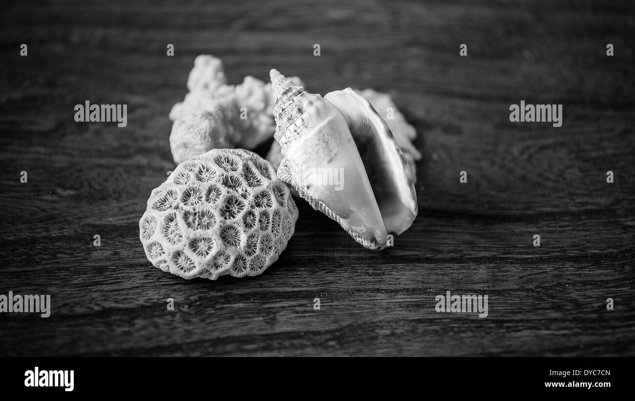 Black and white shells and coral from the Philippines on a wooden ...