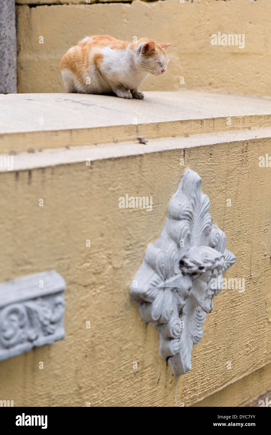 Cat on a Grave on the North Cemetery in Manila, Philippines Stock Photo ...