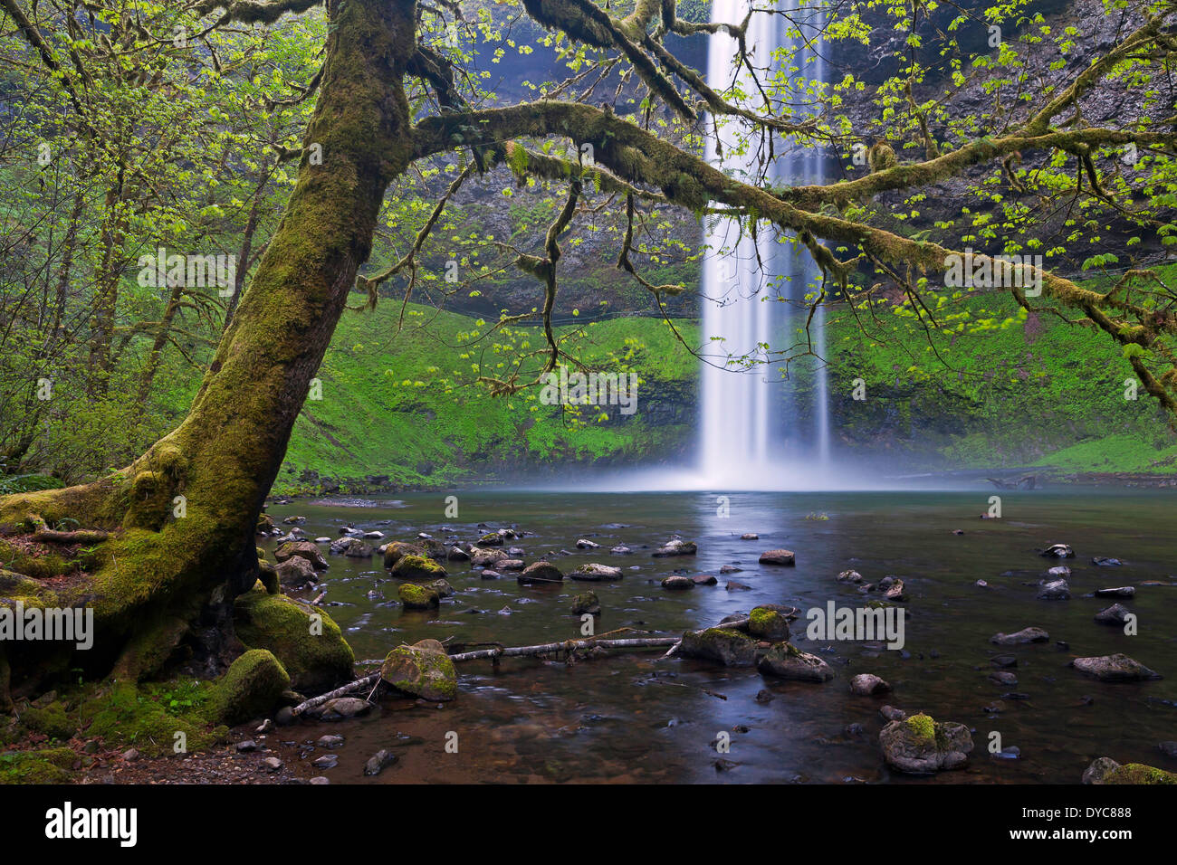 Silver Falls State Park, South Falls, Oregon. USA. Spring Stock Photo ...