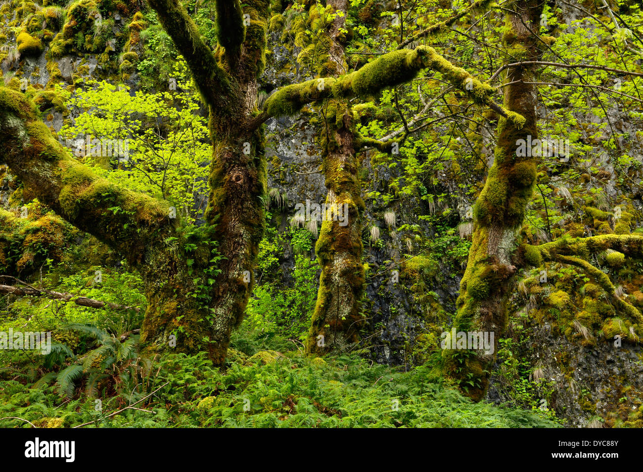 Big Leaf Maple in spring in the Columbia River Gorge, Oregon. USA Stock ...