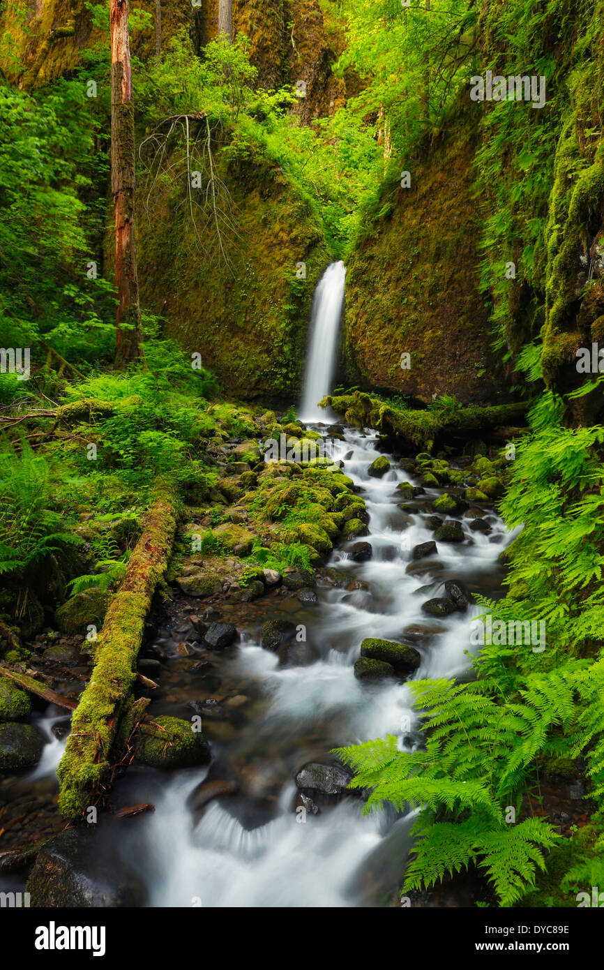 Upper Ruckles Creek Falls in the spring in the Columbia River Gorge ...