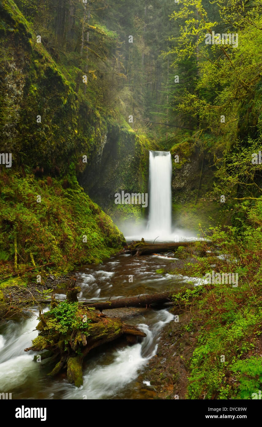 Weisendanger Falls in the Columbia River Gorge, Oregon. spring. USA ...
