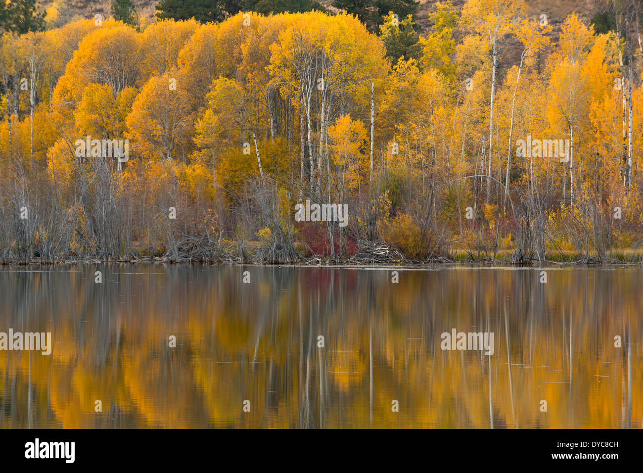 Fall aspen reflect in a marsh near Winthrop, Washington in the Methow ...