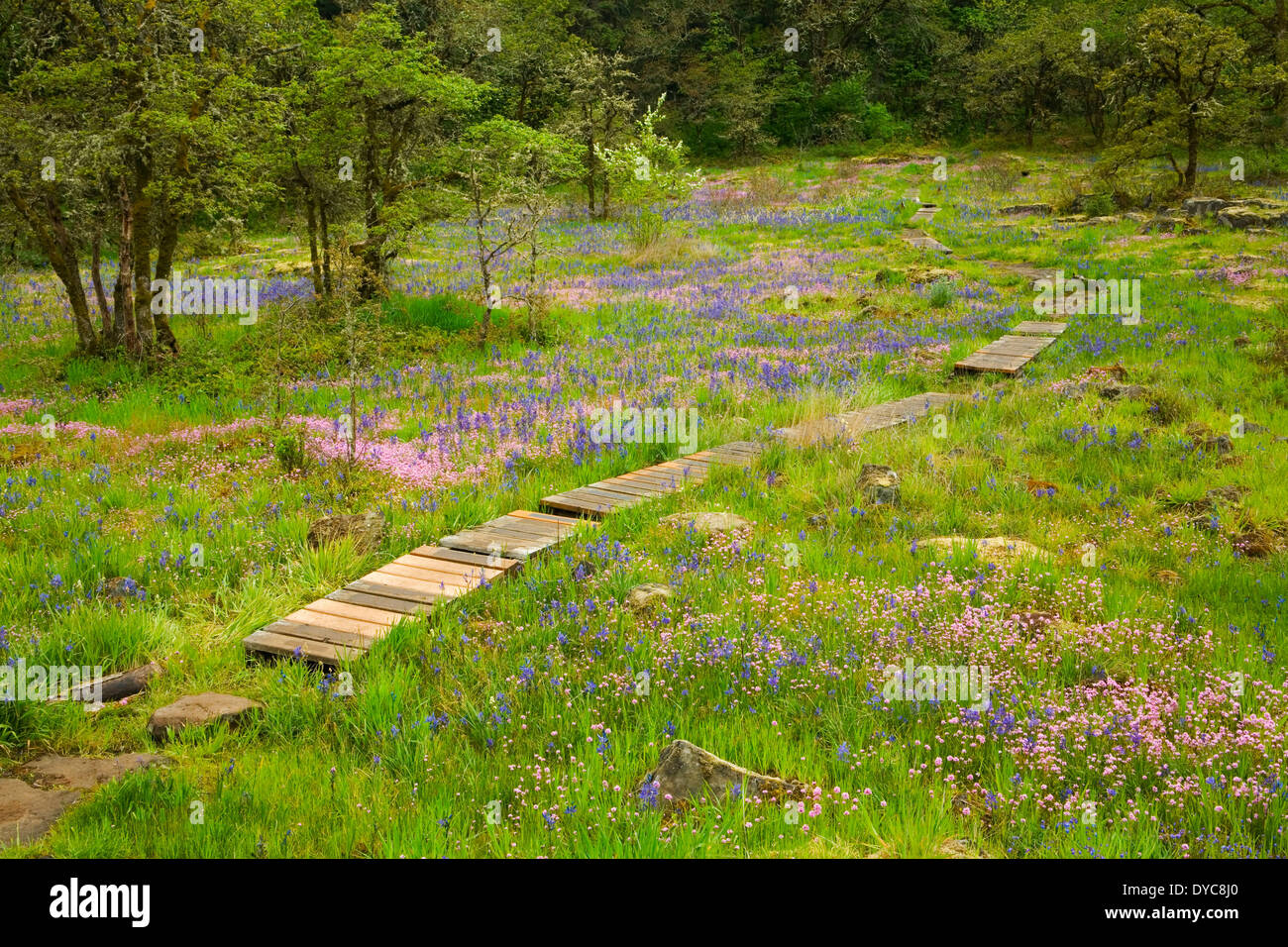 Camas marsh hi-res stock photography and images - Alamy