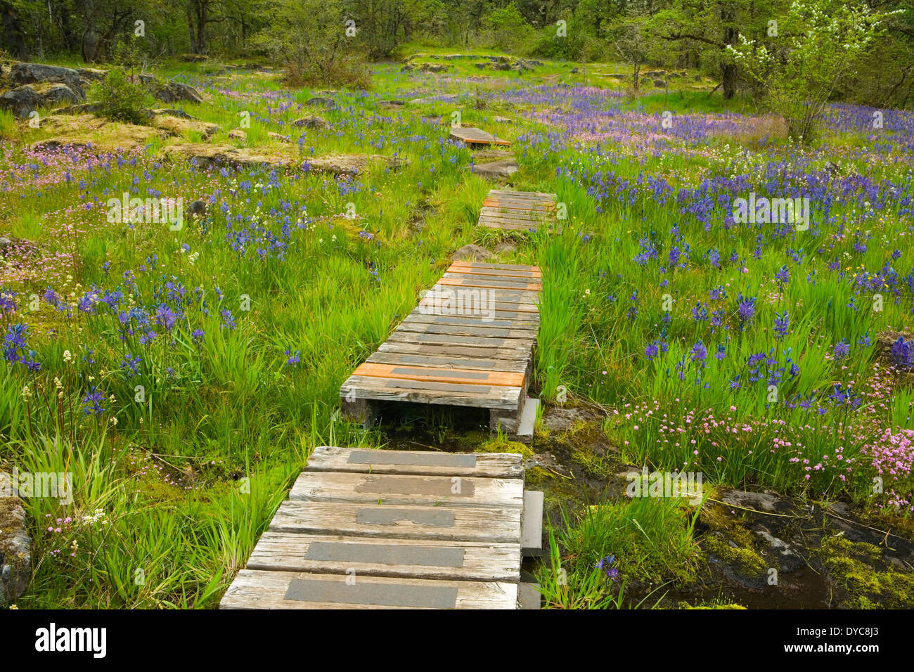 Camas Field and boardwalk Camassia Natural Area Portland Oregon Camas ...