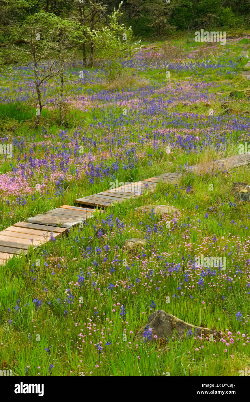 Camas Field and boardwalk Camassia Natural Area Portland Oregon Camas ...