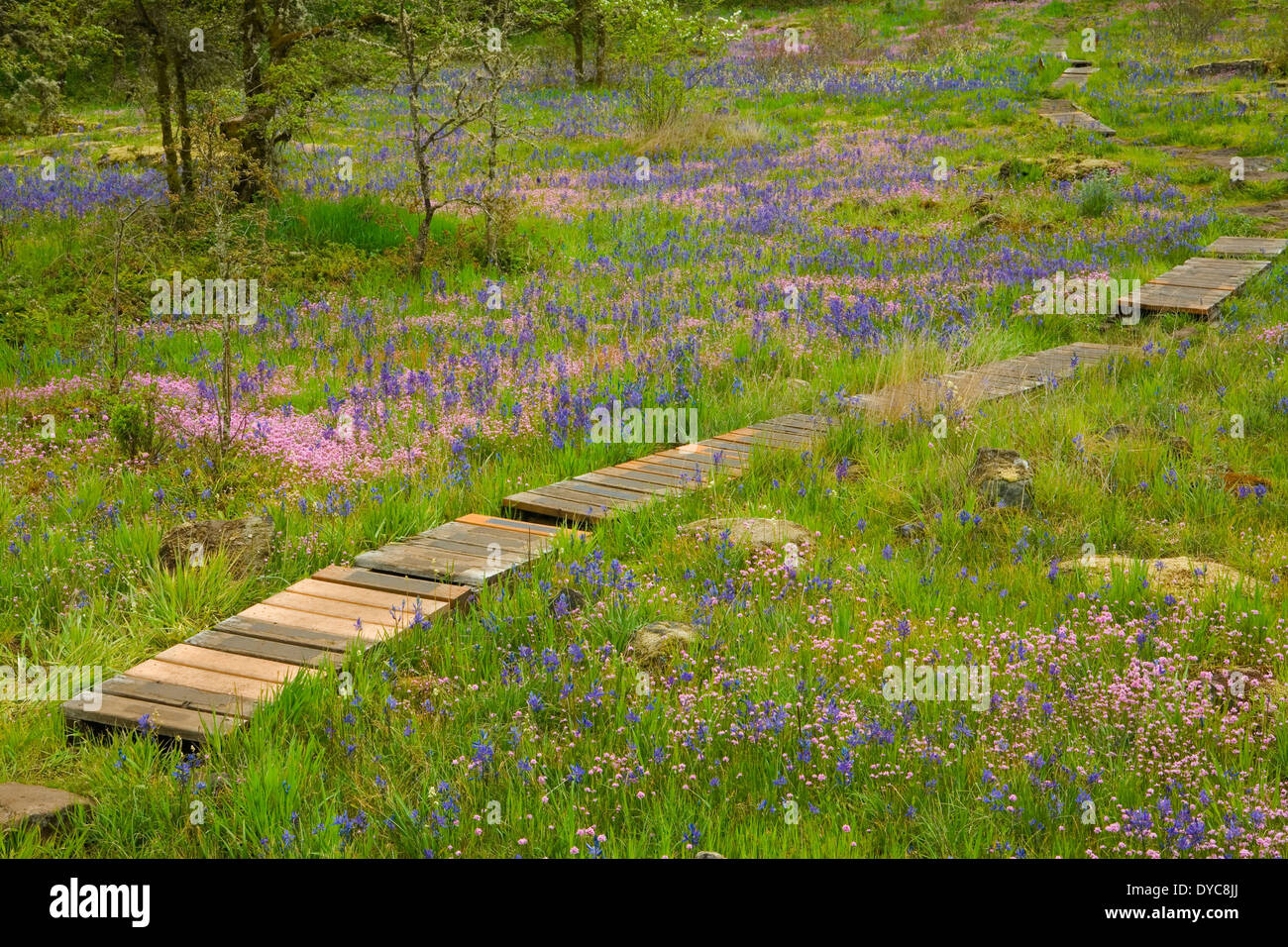 Camas Field and boardwalk Camassia Natural Area Portland Oregon Camas ...