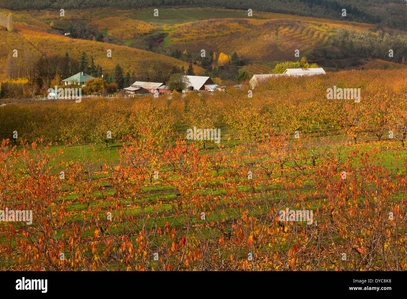 Fall color on the cherry orchards of Mosier, Oregon. USA Stock Photo ...