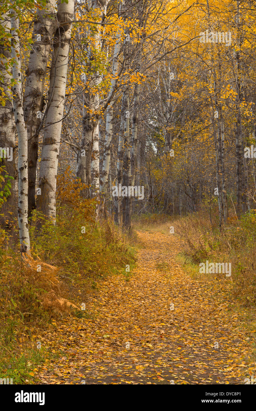 A fall pathway through aspen in the Methow Valley. Washington. USA ...
