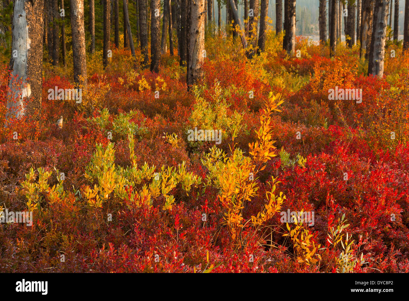 Huckleberry range hi-res stock photography and images - Alamy