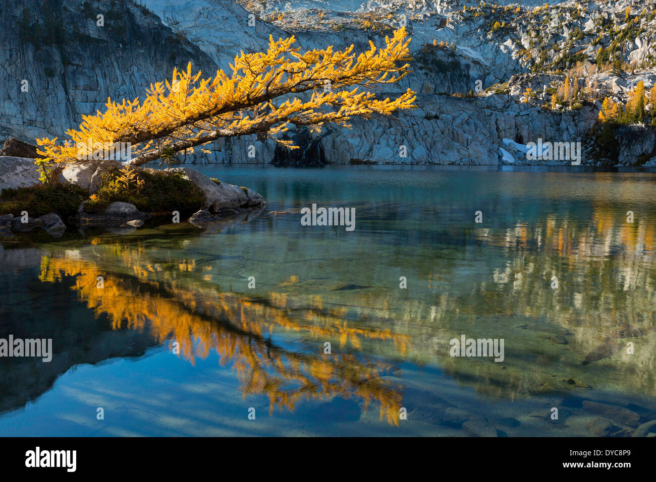A larch leans into Perfection Lake in the Enchantments section of the ...