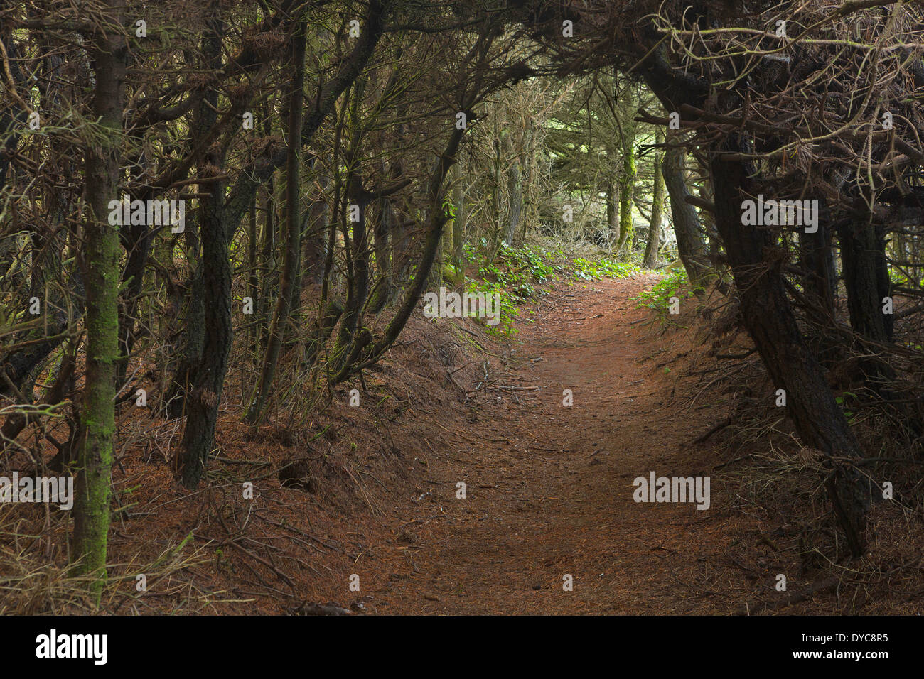 The Oregon coast trail cuts through a pygmy forest along the Blacklock ...
