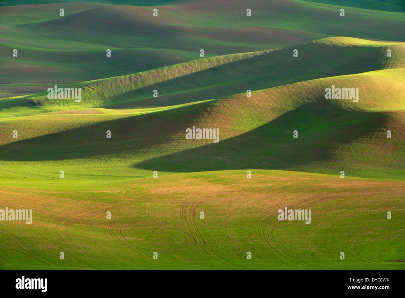 Green fields of spring in the palouse agricultural region of Washington ...