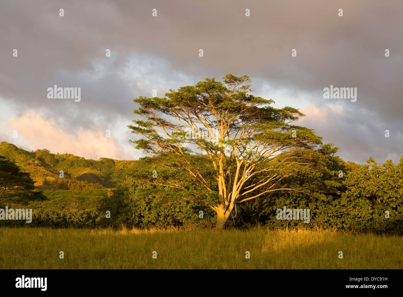 Monkey pod tree hi-res stock photography and images - Alamy