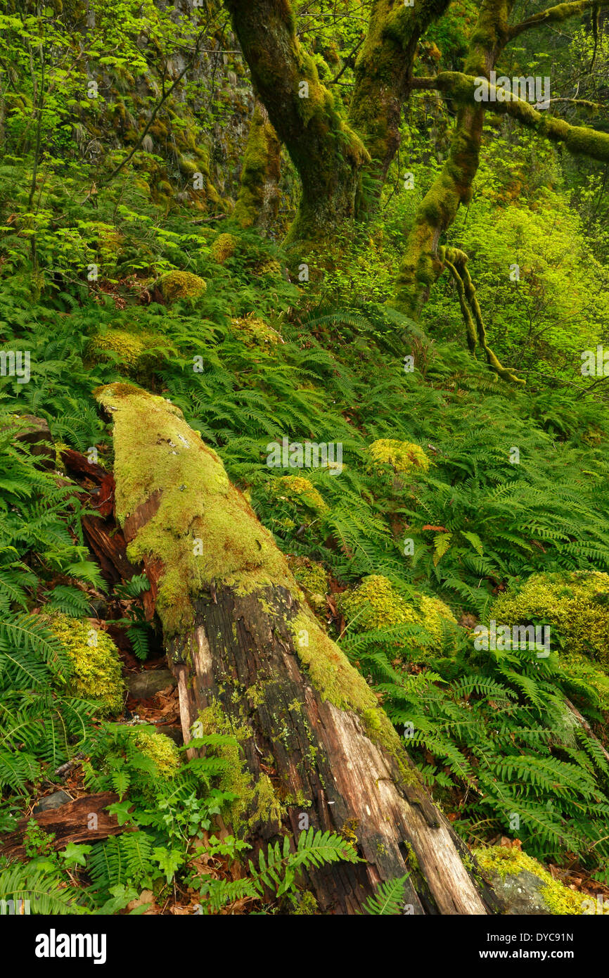 Big Leaf Maple in spring in the Columbia River Gorge, Oregon. USA Stock ...
