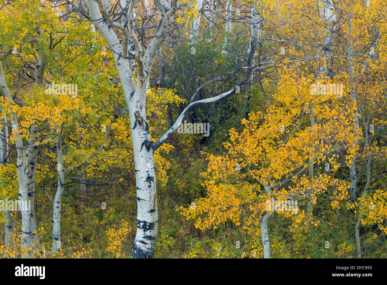 Fall aspen color in Glacier National Park, National Park, Montana. USA ...