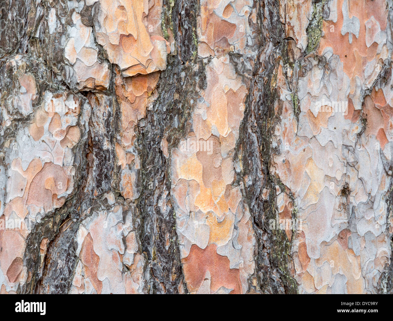 Bark texture background Scots pine horizontal image Stock Photo - Alamy