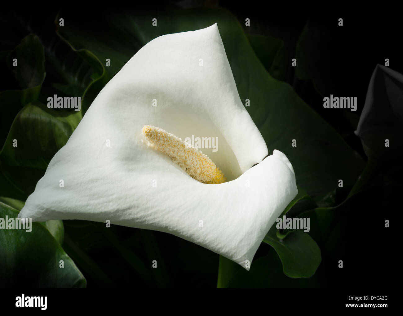 Single white calla lily with dark background Stock Photo - Alamy