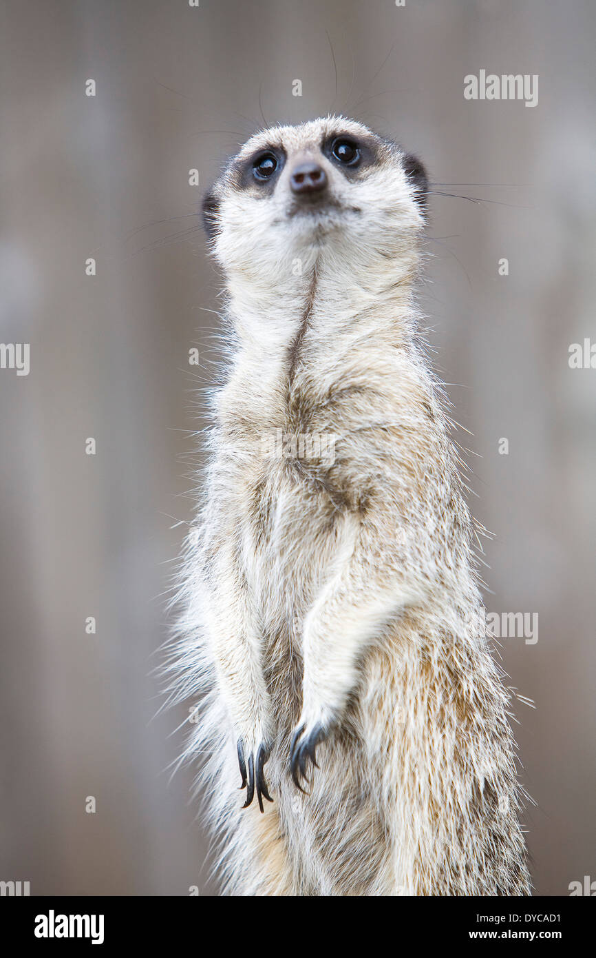 Meerkat on sentry duty hi-res stock photography and images - Alamy