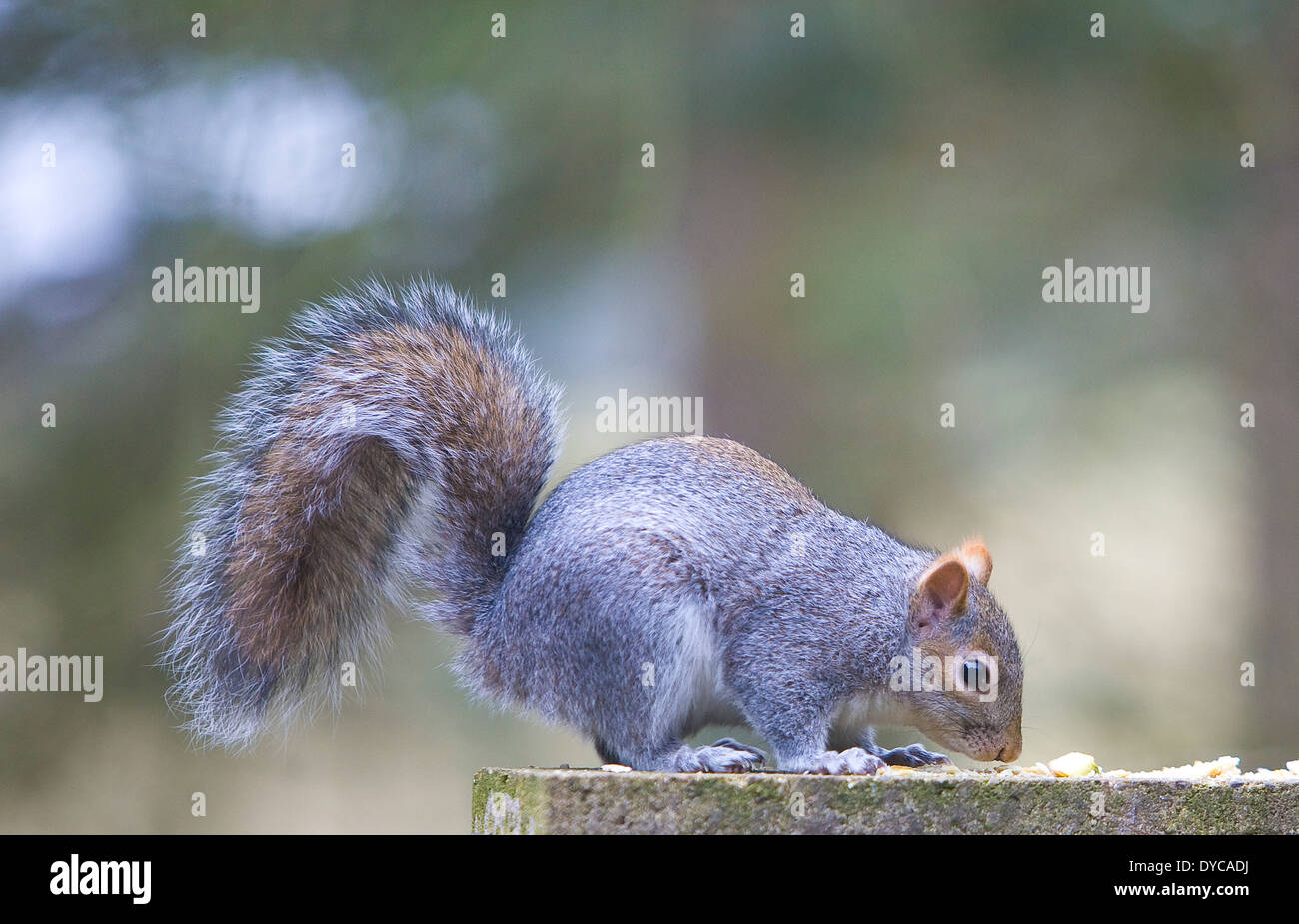 Grey squirrel bird table hi-res stock photography and images - Alamy