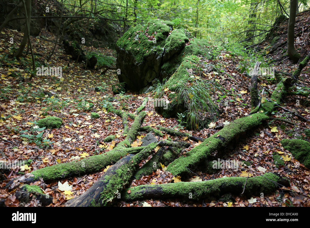 Forest in the Harz region of Germany Stock Photo - Alamy
