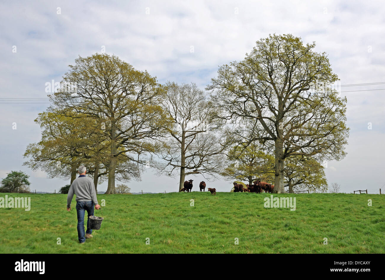Cowfold Sussex UK - Farm couple with herd of Sussex Cattle Stock Photo ...